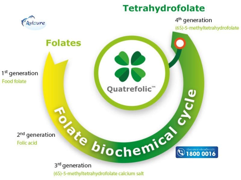 Quatrefolic là gì? Giải đáp tất tần tật về folate thế hệ 4