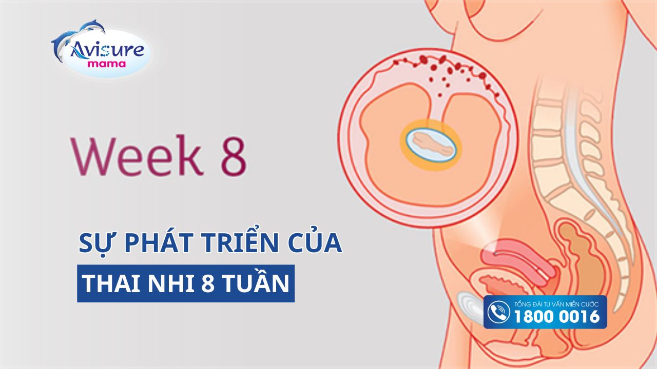 Thai 8 Tuần Tuổi Phát Triển Thế Nào Mẹ Có Thay đổi Gì